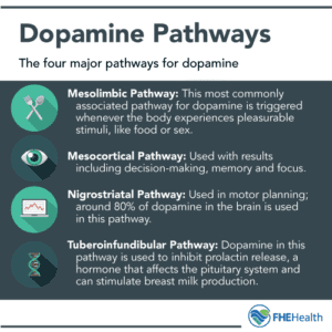 How Dopamine Makes You ‘Feel Good’ and What Creates the Rush | FHE Health
