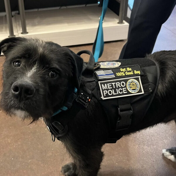 Sergeant Bo: 2023 Winner of the First Responder Paws Award | FHE Health