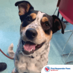 First Responder Paws Therapy Dog Award | FHE Health